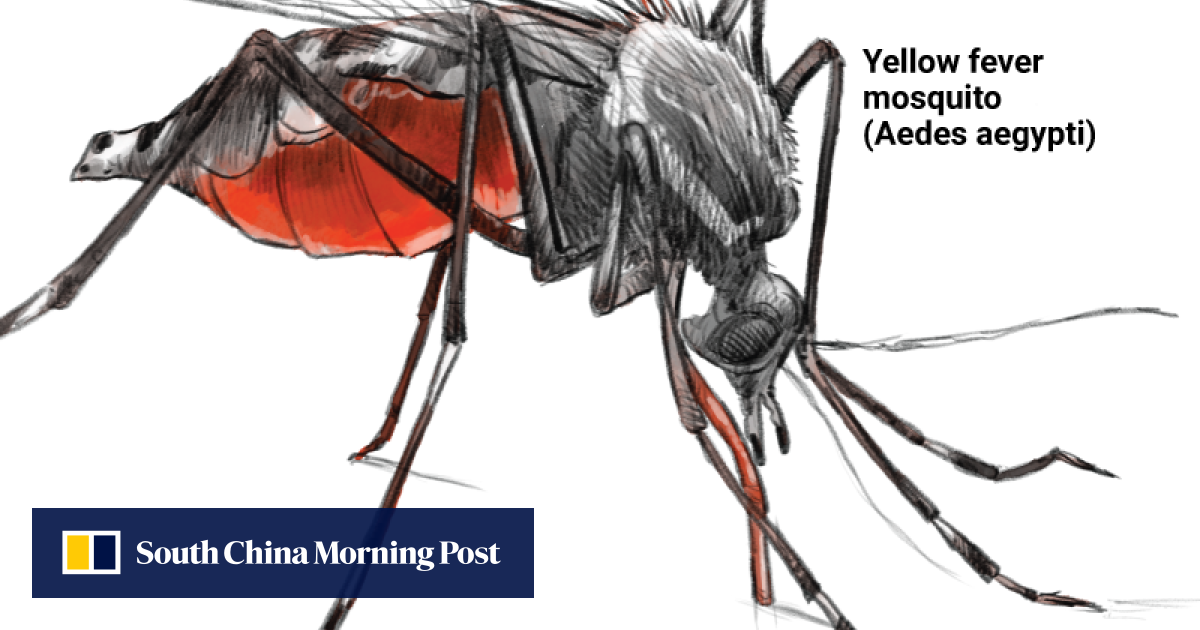 Everything you need to know about dengue fever | South China Morning Post