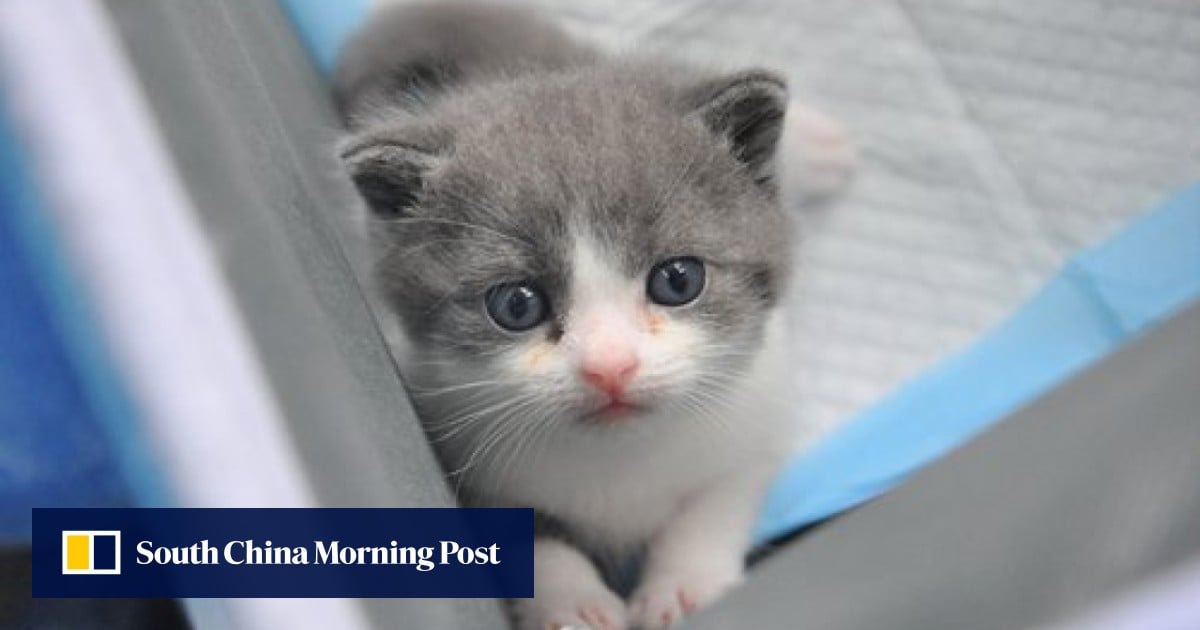 China has its first cloned kitten and it’s adorable | South China ...