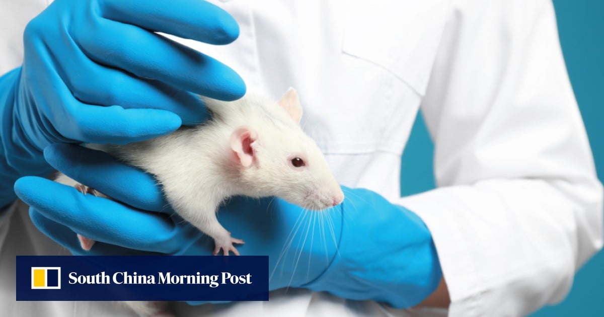Chinese researchers ‘delete’ memories from rats with CRISPR gene ...