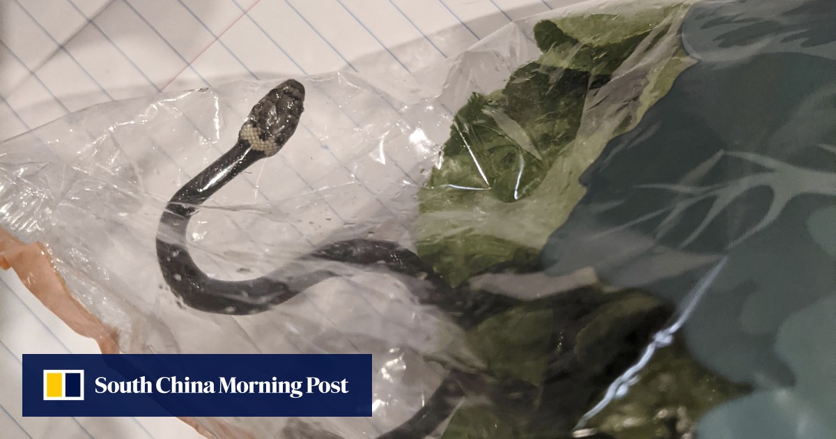 Snake salad: Australian man ‘freaked out’ after finding 20cm reptile in ...