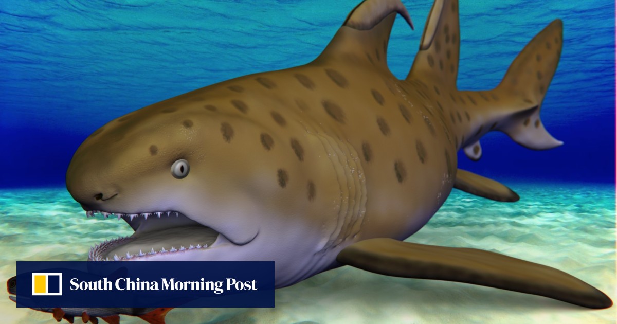 300 million-year-old ‘Godzilla shark’ gets formal name | South China ...