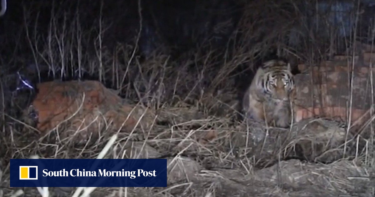 Siberian tiger attacks woman, car in northeast China | South China ...