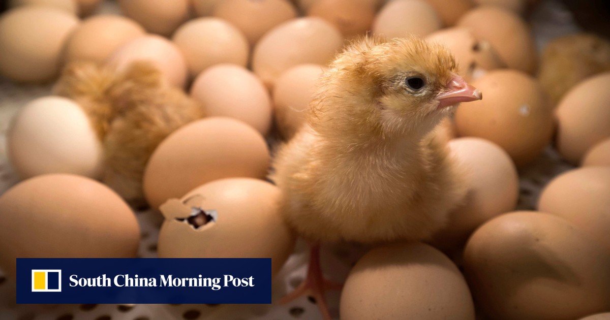 Mind power turns boiled eggs into chicks in China? You must be yolking ...
