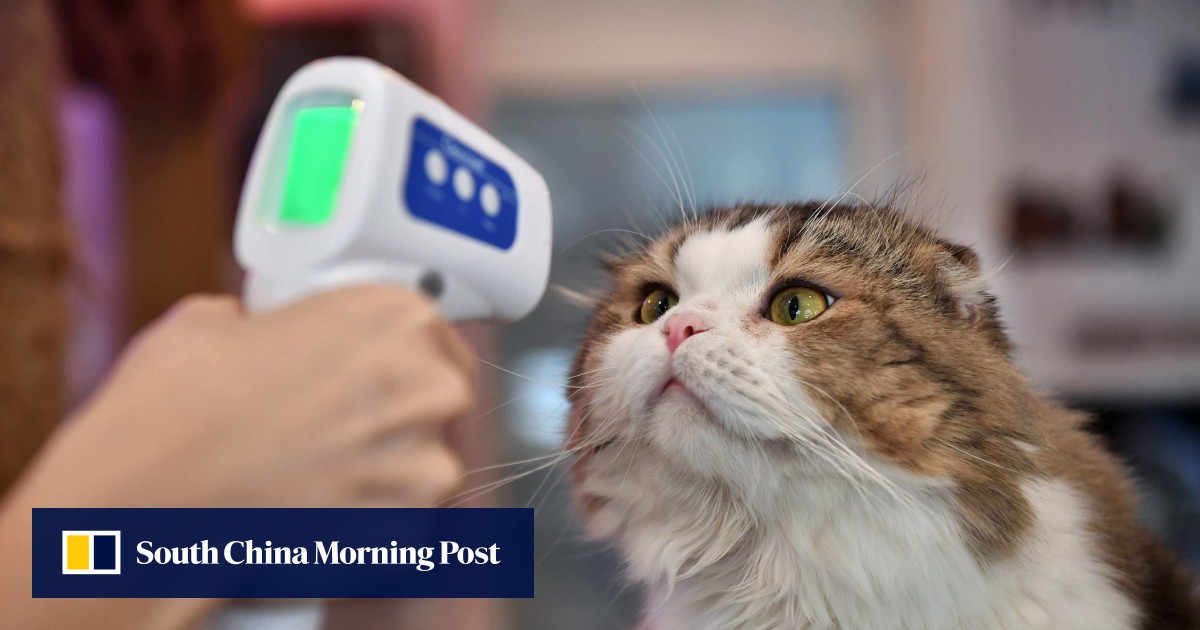 Human-to-cat coronavirus transmission identified by scientists in ...