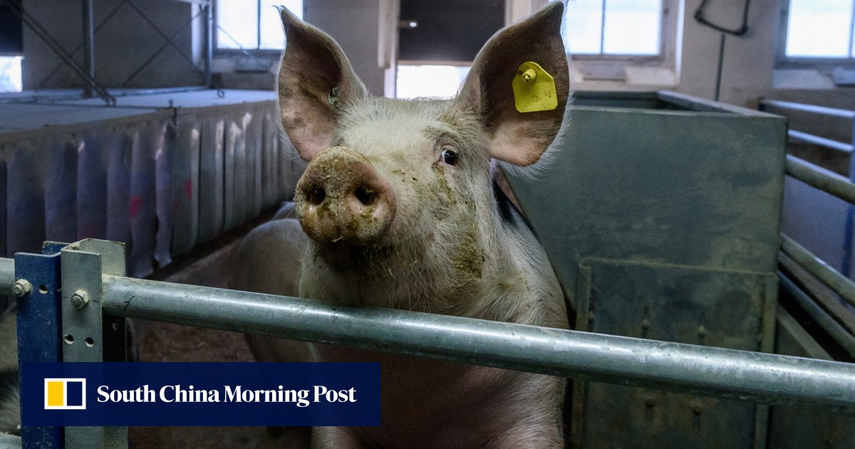 China food security: soybean imports ‘exceptionally large’ as pig ...