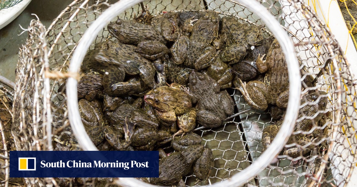 Chinese man who ate five live frogs ‘for strength’ hospitalised with ...