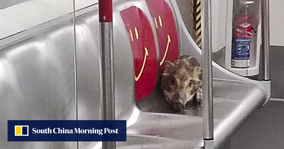 Hogging the limelight: young wild boar pigs out in cross-harbour ...