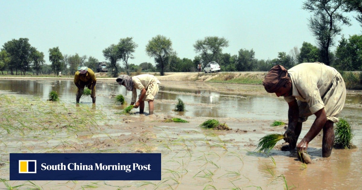 The battle over basmati rice: why India and Pakistan may both claim the ...