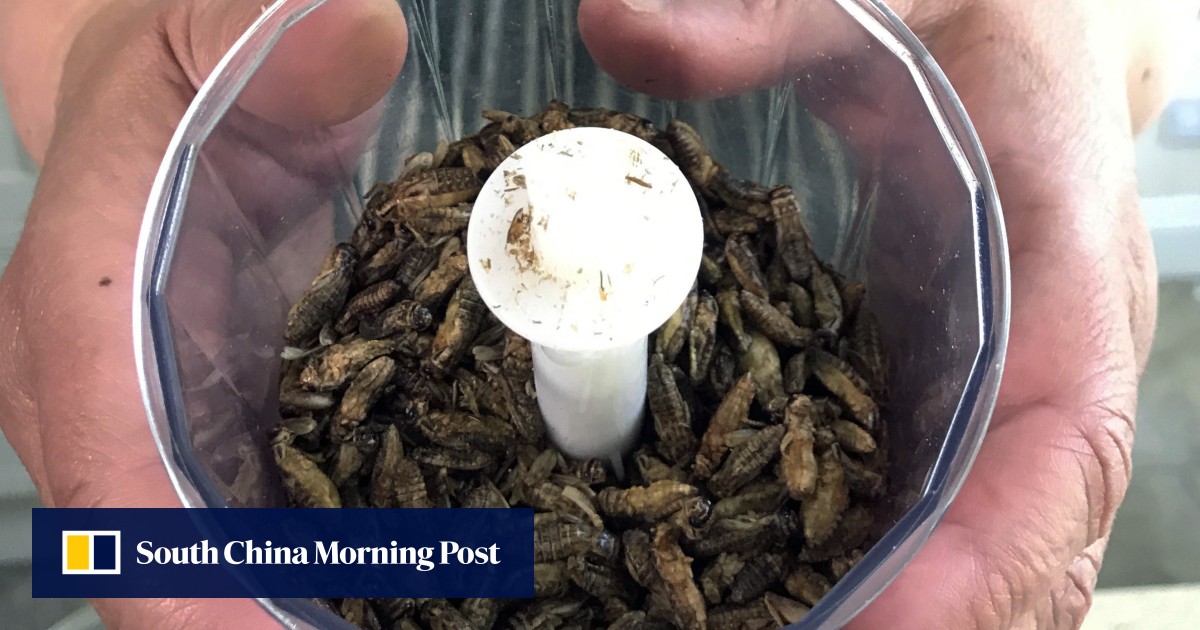Bug burgers, cricket chips, beetle beer: edible insect entrepreneurs ...