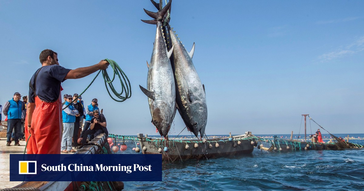 Why climate change could devastate the world’s oceans and fish stocks ...