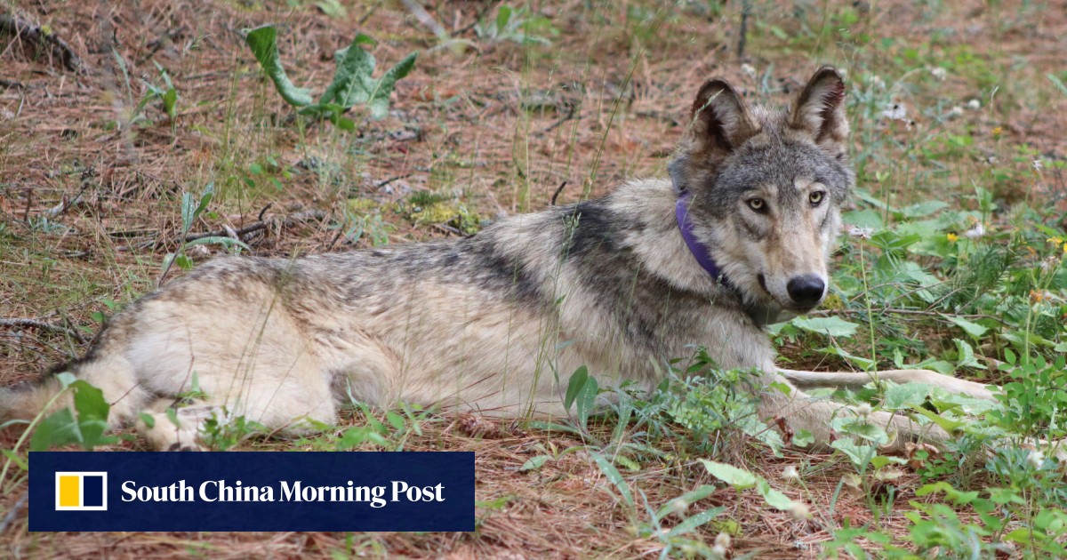 A rare gray wolf made an epic 1,500km trek across the US. Then a ...