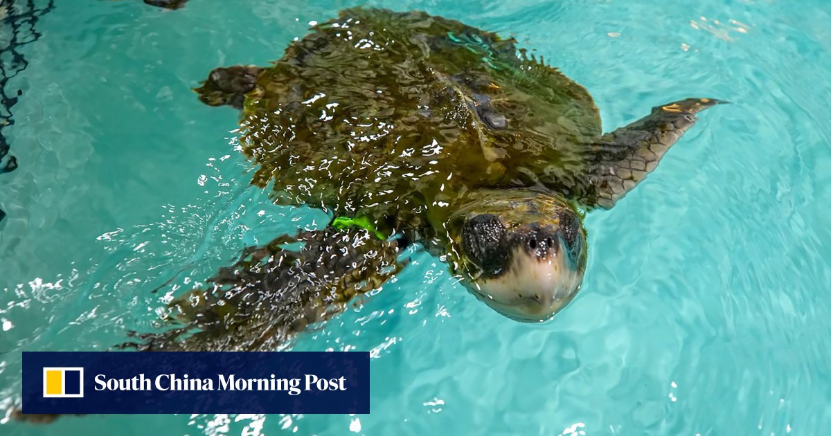 Flying turtles: rare sea creatures nursed back to health in Mississippi ...