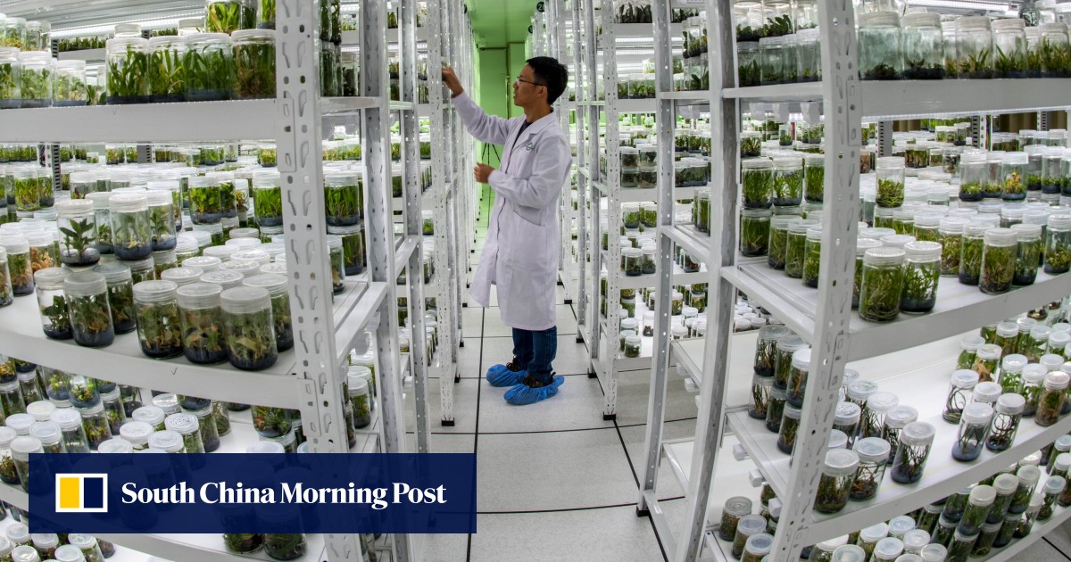 China food security: GM soybean, corn commercial planting a step closer ...