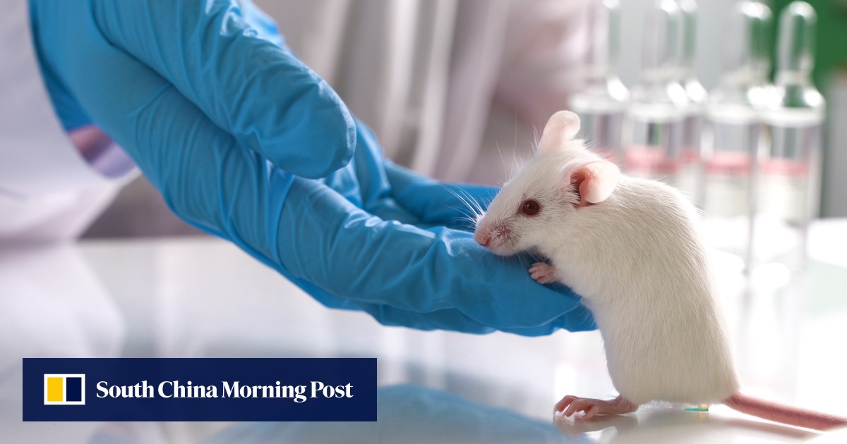 Taiwan on Covid-19 alert after infected mouse bites lab worker | South ...