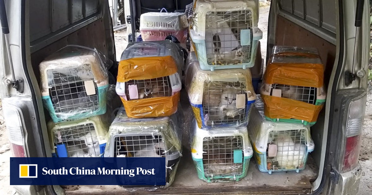 Hong Kong police officer draws gun in failed bid to stop suspected pet ...