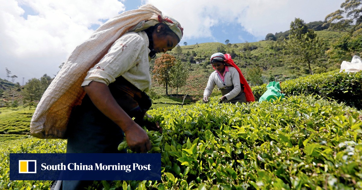 Sri Lanka to pay off US$251 million oil debt to Iran – with Ceylon tea ...