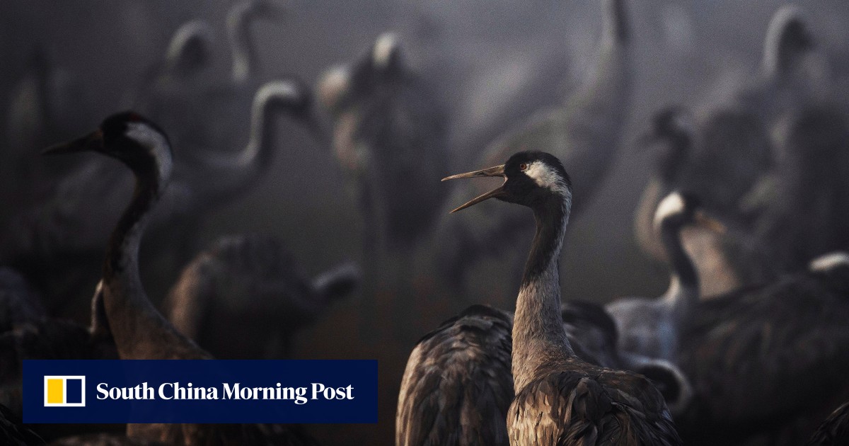 Thousands of cranes killed by bird flu in Israel’s worst wildlife ...