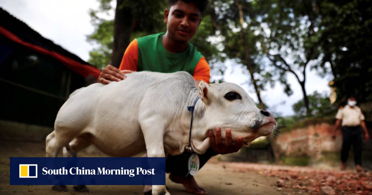 This Weird Year in Asia: are these the strangest tales of 2021? | South ...