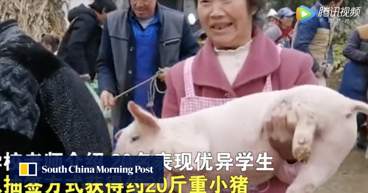 China education: students receive piglets as a reward for hard work and ...