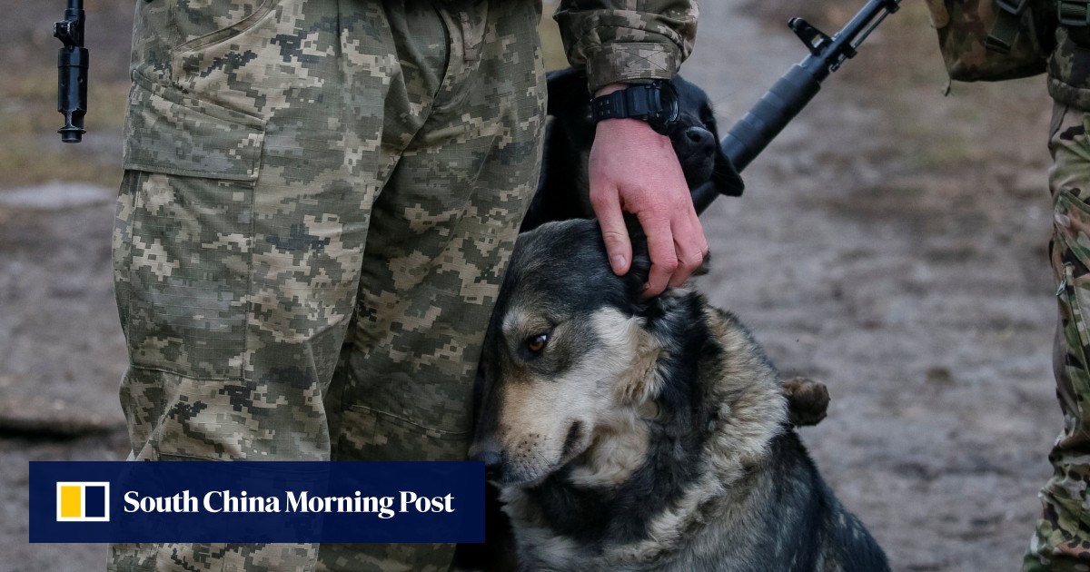 In Ukraine’s trenches, stray cats and dogs are a soldier’s companions ...