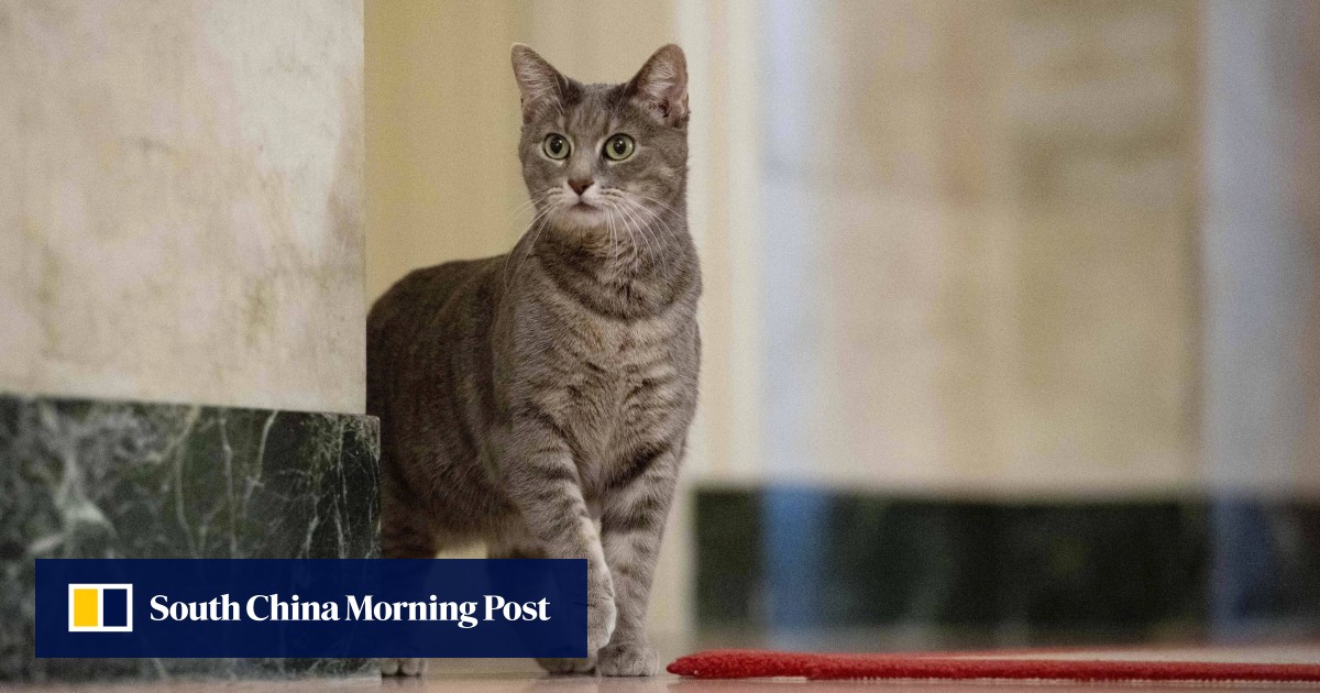 US President Joe Biden welcomes Willow the cat to the White House ...
