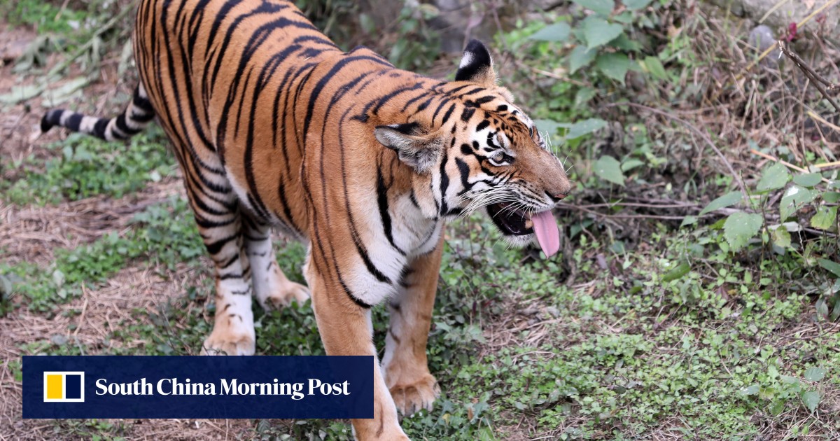 Tiger exports to Asia from South Africa are booming, threatening ...