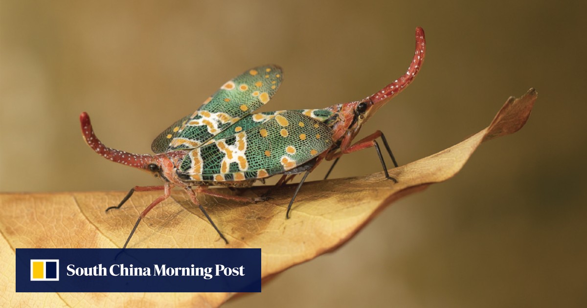 Wildlife conservation charity’s children’s art contest with insect ...