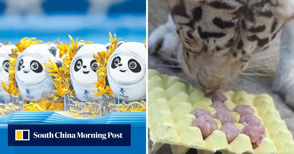 Quirky China: Winter Olympic mascot Bing Dwen Dwen copyright case ...