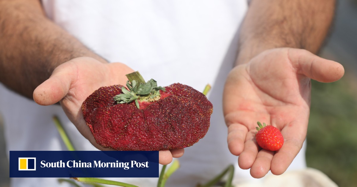Israeli farmer grows world’s biggest strawberry, breaking Japanese ...