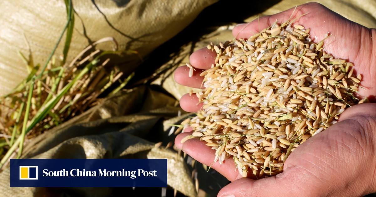 China plans to feed 80 million people with ‘seawater rice’ | South ...