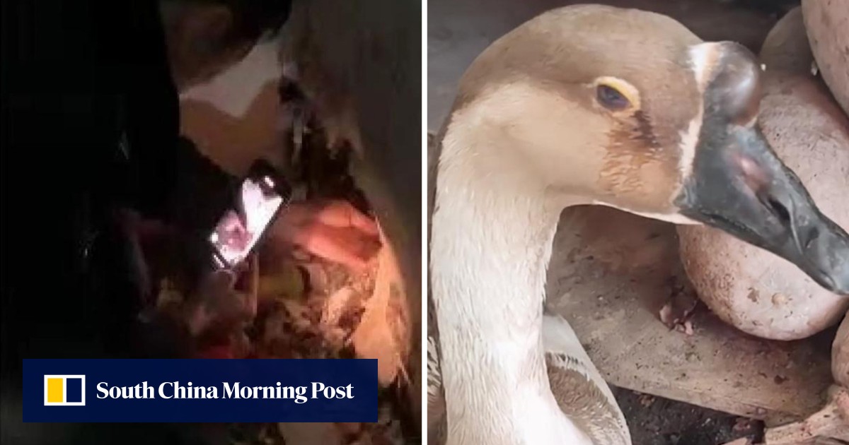 Quirky China: mice steal more than US$300 from supermarket, crying ...