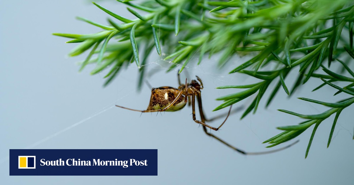 Giant spiders from Japan could colonise the US East Coast, from New ...