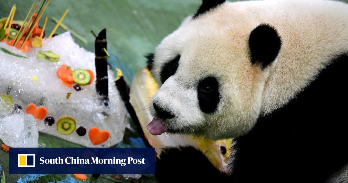 Fat pandas put on special diet and forced exercise routine at Taipei ...