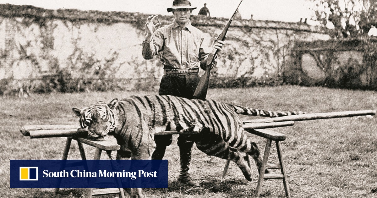 Tiger sightings in Hong Kong – a definitive guide to the big cats ...