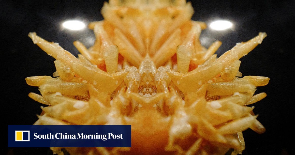 NFT charity project Beasts from Feasts turns food photos into cute and ...