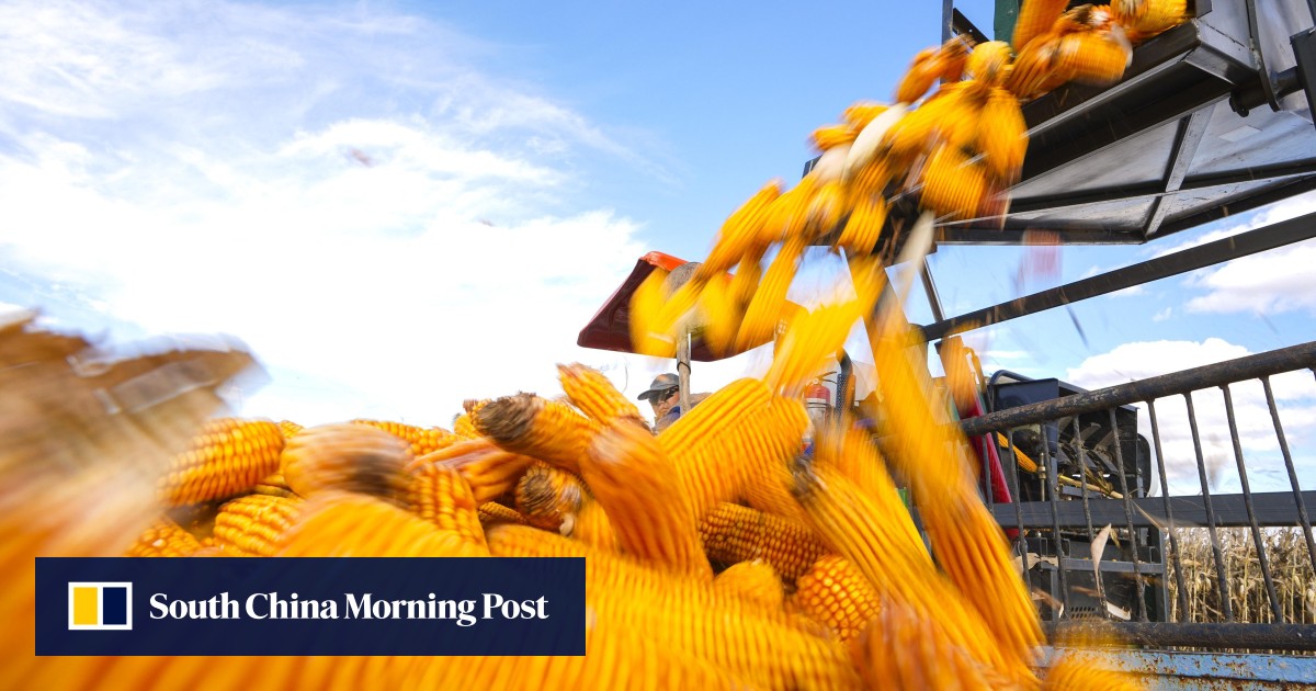 China ramps up US corn purchases as Ukraine war puts supplies at risk ...
