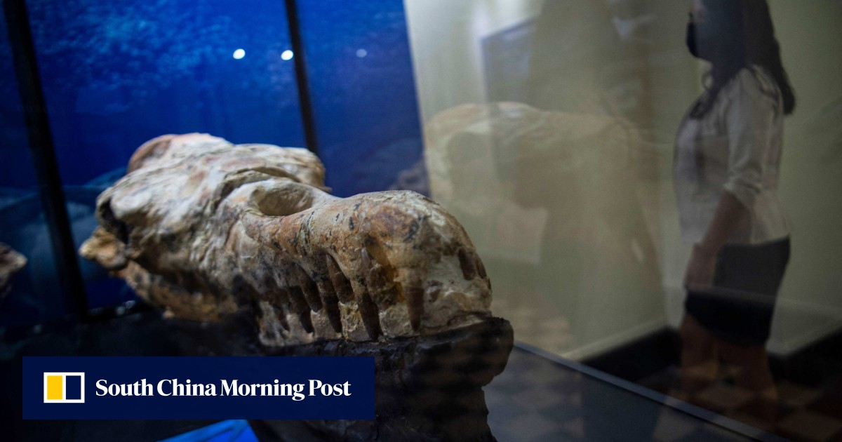 In Peru, skull of ‘marine monster’ points to fearsome ancient predator ...