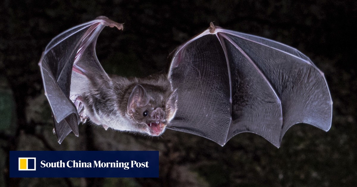 How vampire bats got a taste for blood | South China Morning Post