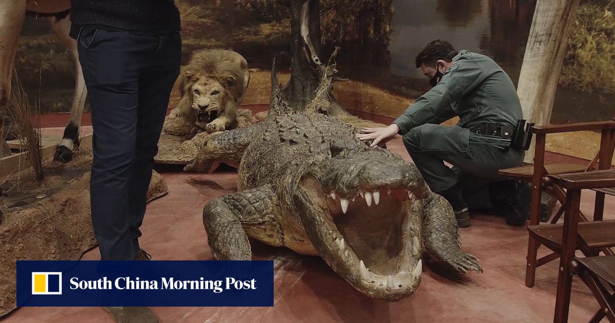 US$32 million worth of stuffed dead animals seized in one of the ...