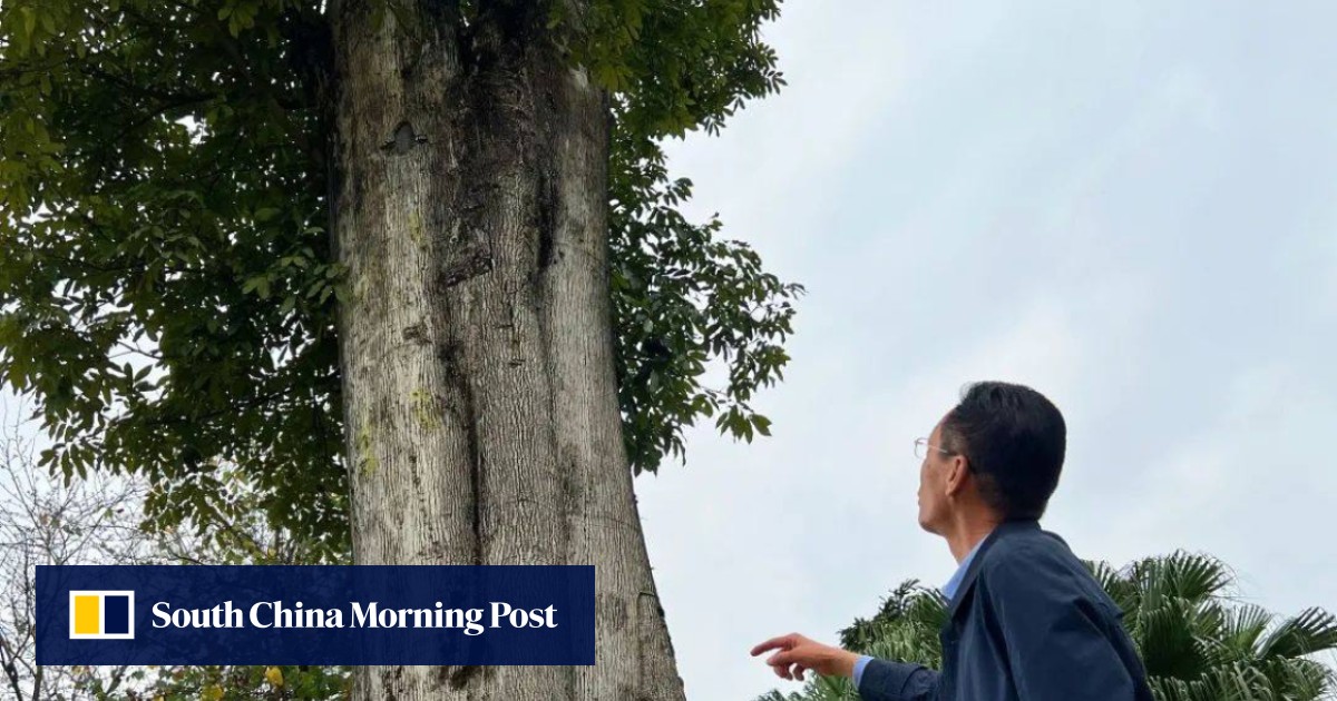 China has brought an endangered 300-year-old beaked walnut tree back to ...