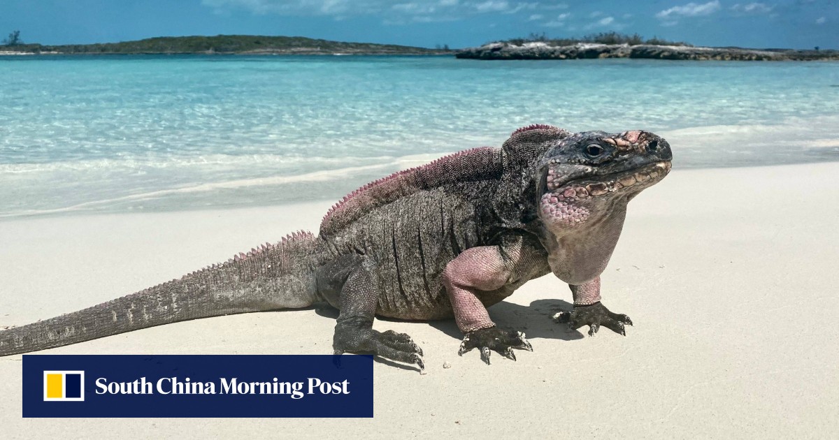 Iguanas have high blood sugar from tourists feeding them grapes – the ...