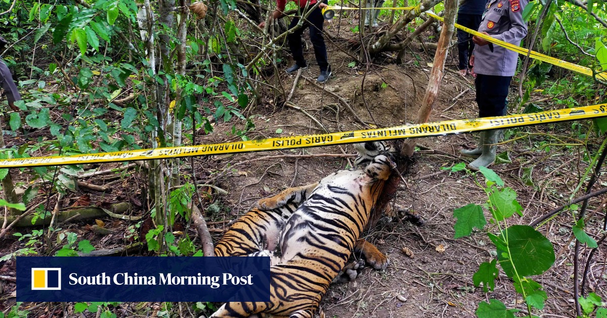 3 critically endangered Sumatran tigers die in Indonesia in animal ...