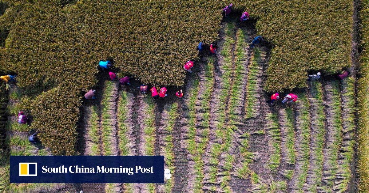 China food security: ‘severe challenges’ ahead as rising incomes ...