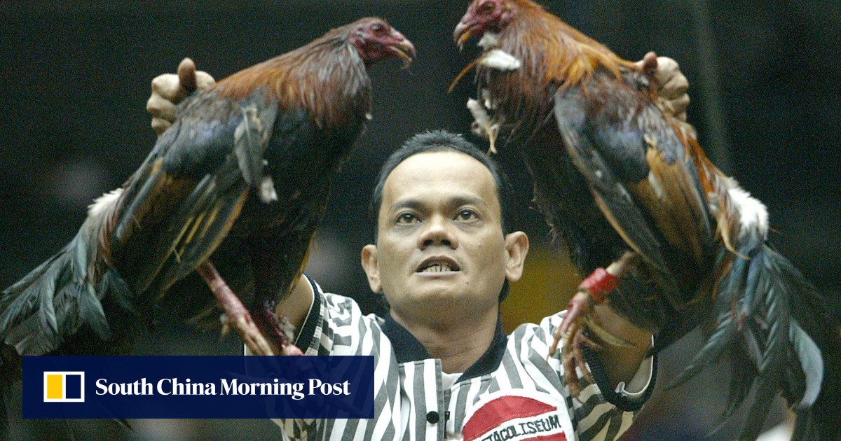 Philippines President Rodrigo Duterte vows to ban online cockfighting known as ‘e-sabong ...