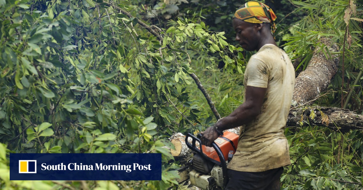 Can China help save Gabon’s giant forests from illegal logging? | South ...