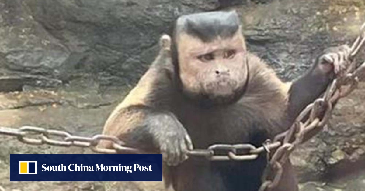 Quirky China: square-faced monkey resembles humans, cute puppies stolen ...