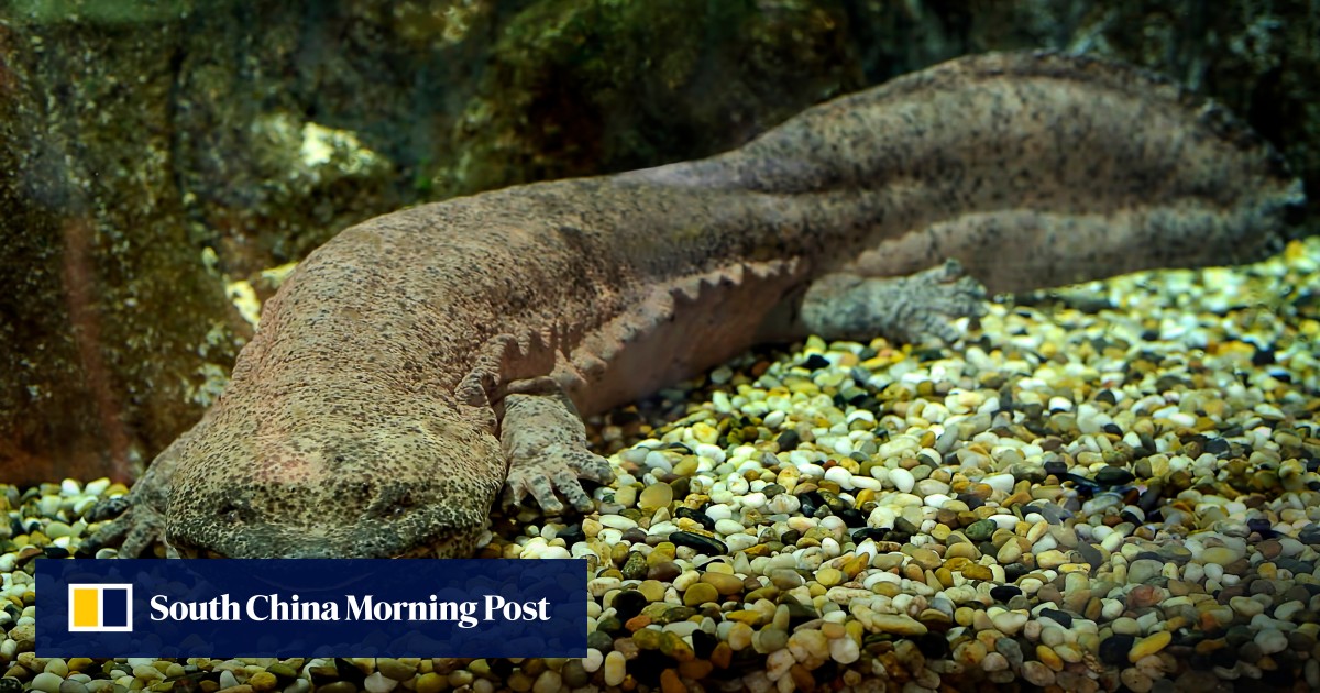 Meet the new wild species of pure Chinese giant salamander raising ...