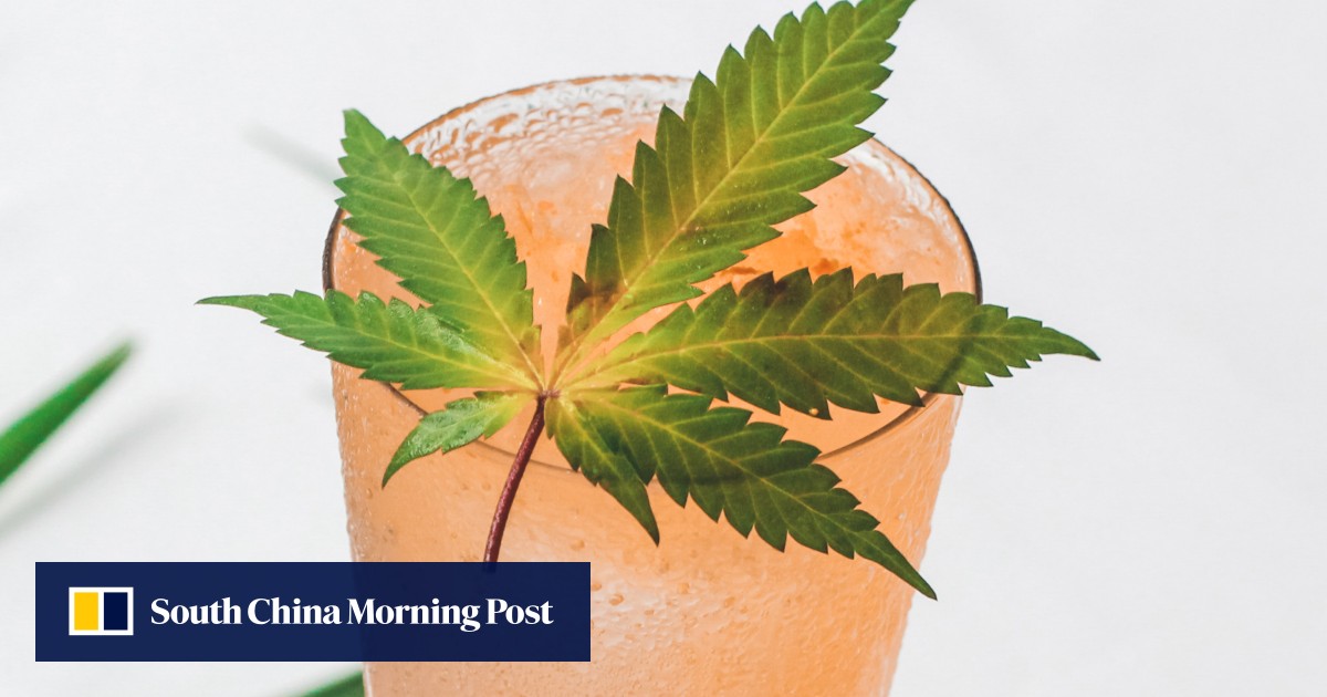 Cannabis culture blossoms in Chiang Mai, Thailand – in drinks, food ...