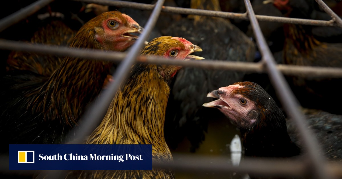 Singapore taps Australia, Thailand, Brazil for chicken after Malaysia’s ...