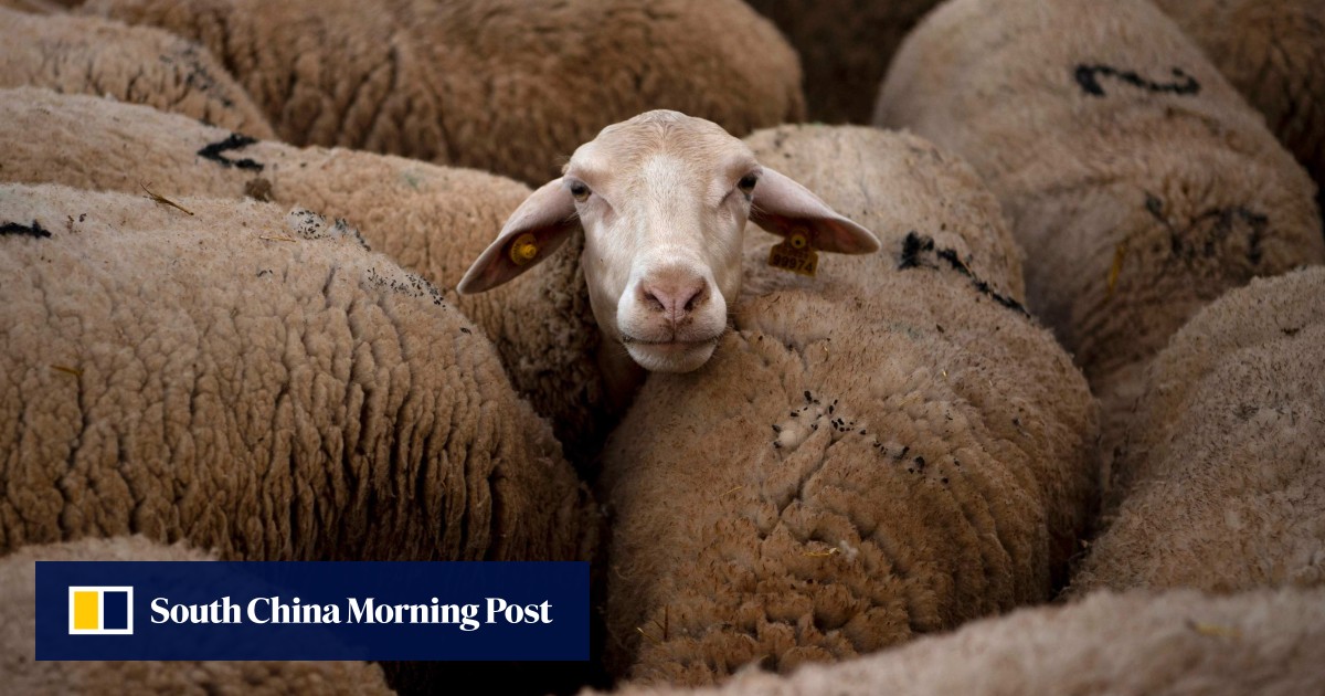 New Zealand plans to charge farmers for sheep and cow burps to curb ...